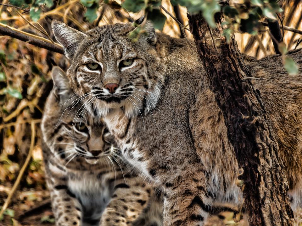 Bobcat Pair | Shutterbug